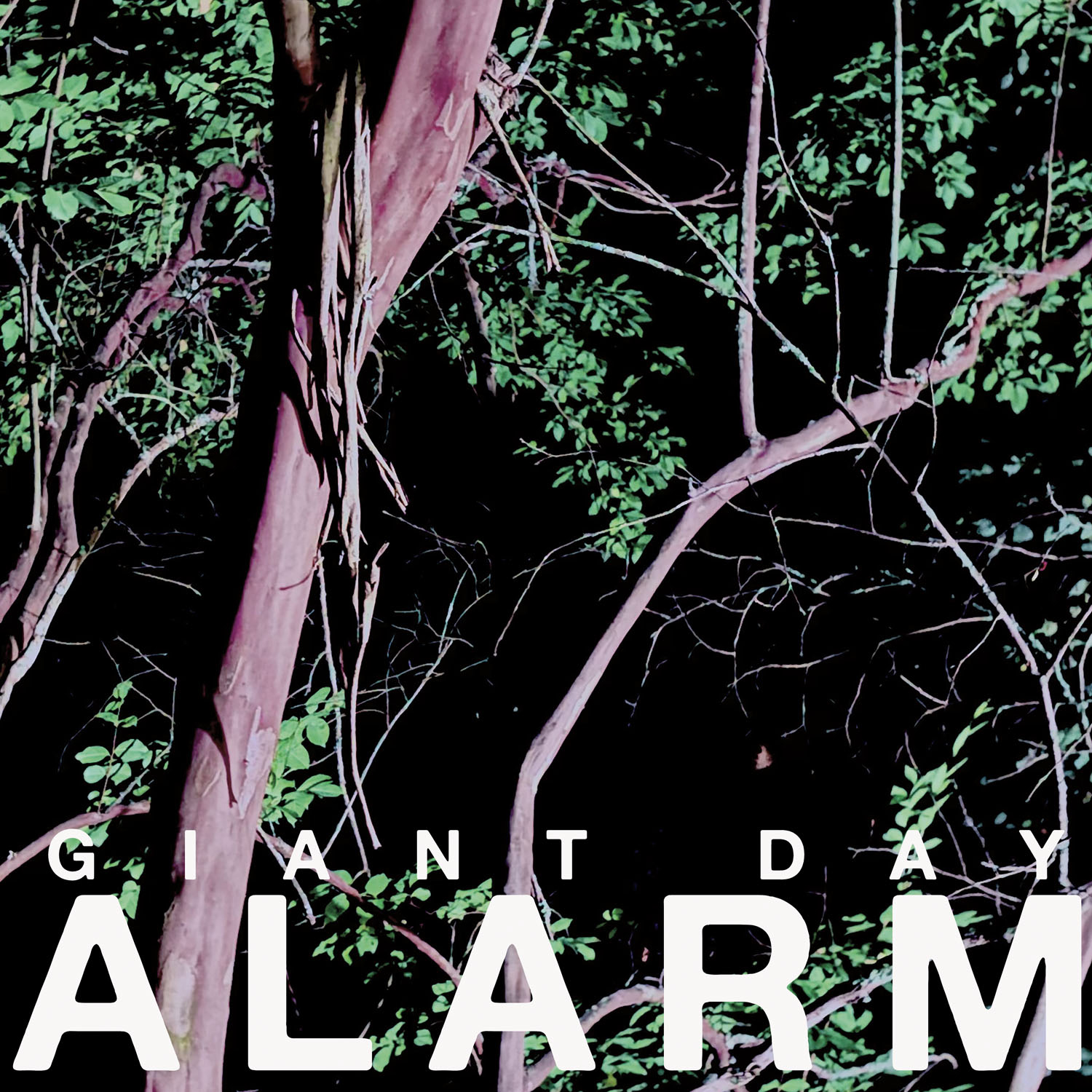Graded on a Curve: Giant Day, Alarm